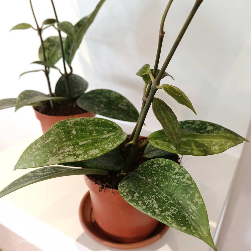 Hoya Rangsan Splash - Roślinne Maluszki