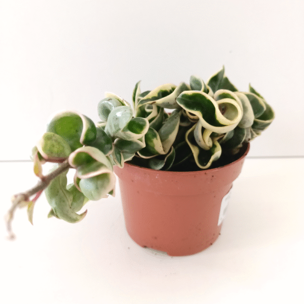 Hoya compacta variegata Ø10,5cm - Roślinne Maluszki